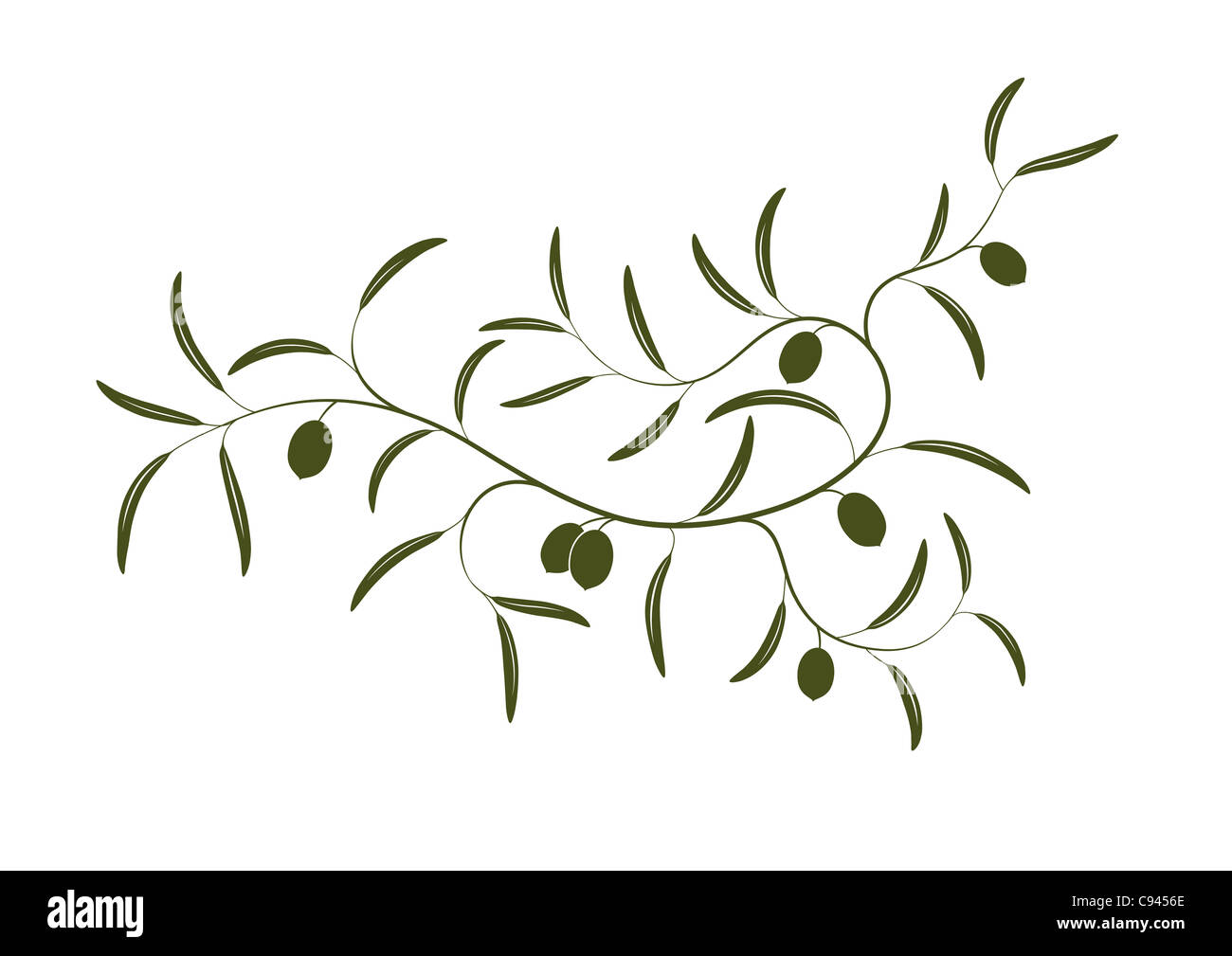 illustration of simple Olive branch three with green olives Stock Photo ...