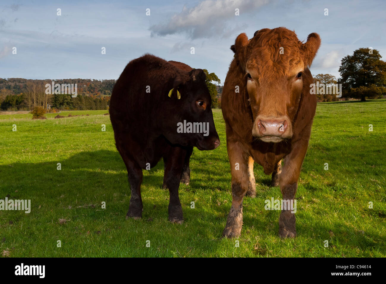 Domestic Cattle on Farmland Stock Photo - Alamy
