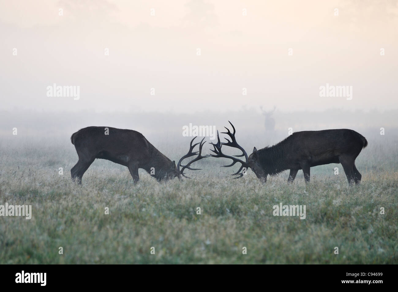 Red deer weather hi-res stock photography and images - Alamy