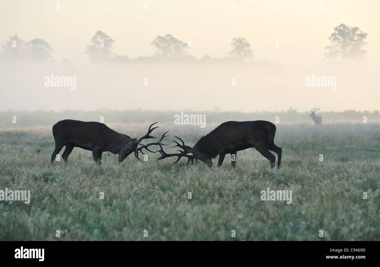 Red deer, Surrey, UK Stock Photo - Alamy