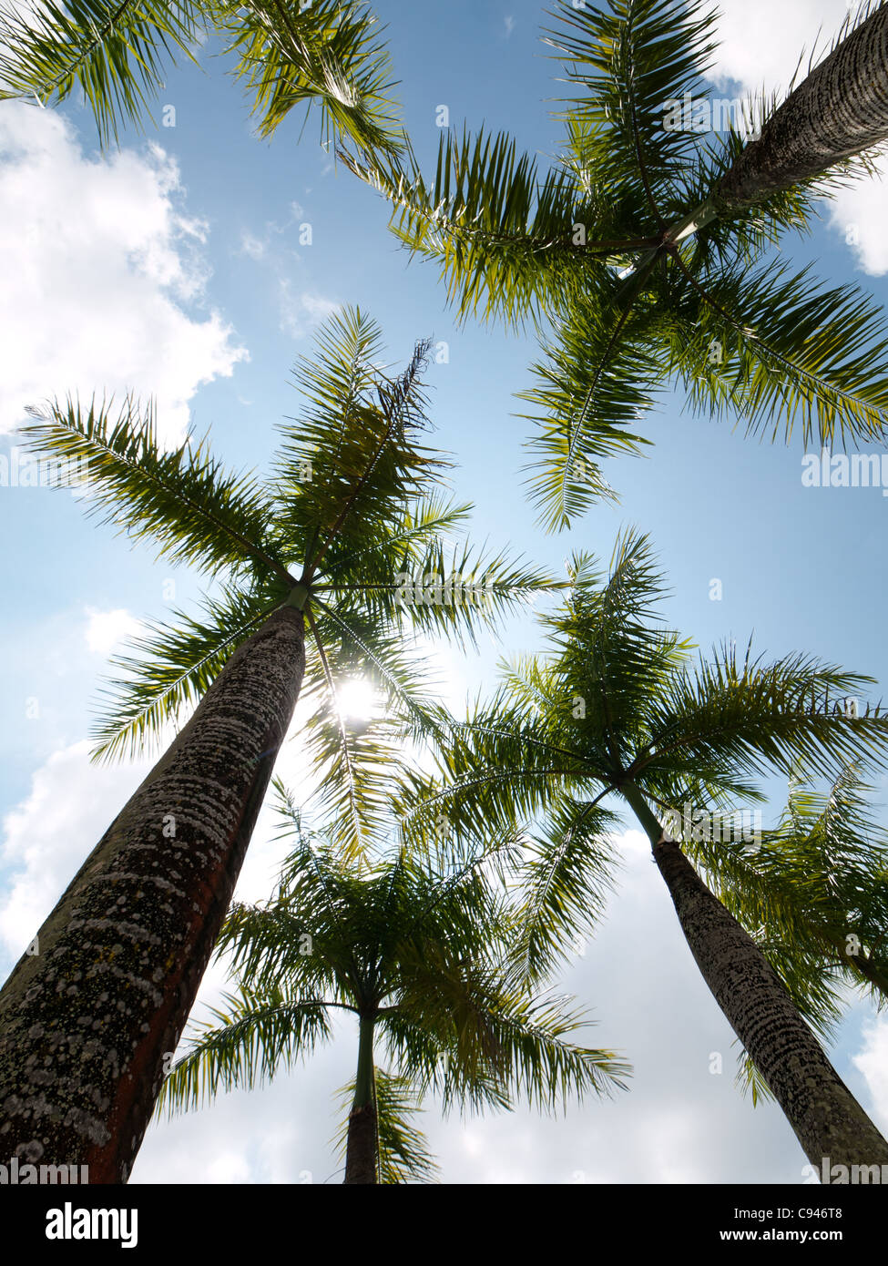 Coconut tree landscape hi-res stock photography and images - Alamy