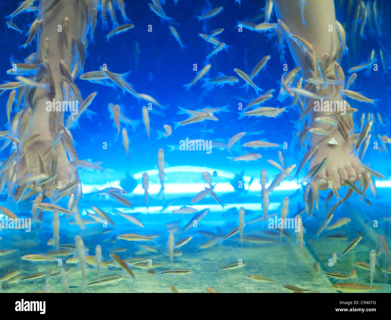 Thailand fish clean hi-res stock photography and images - Alamy