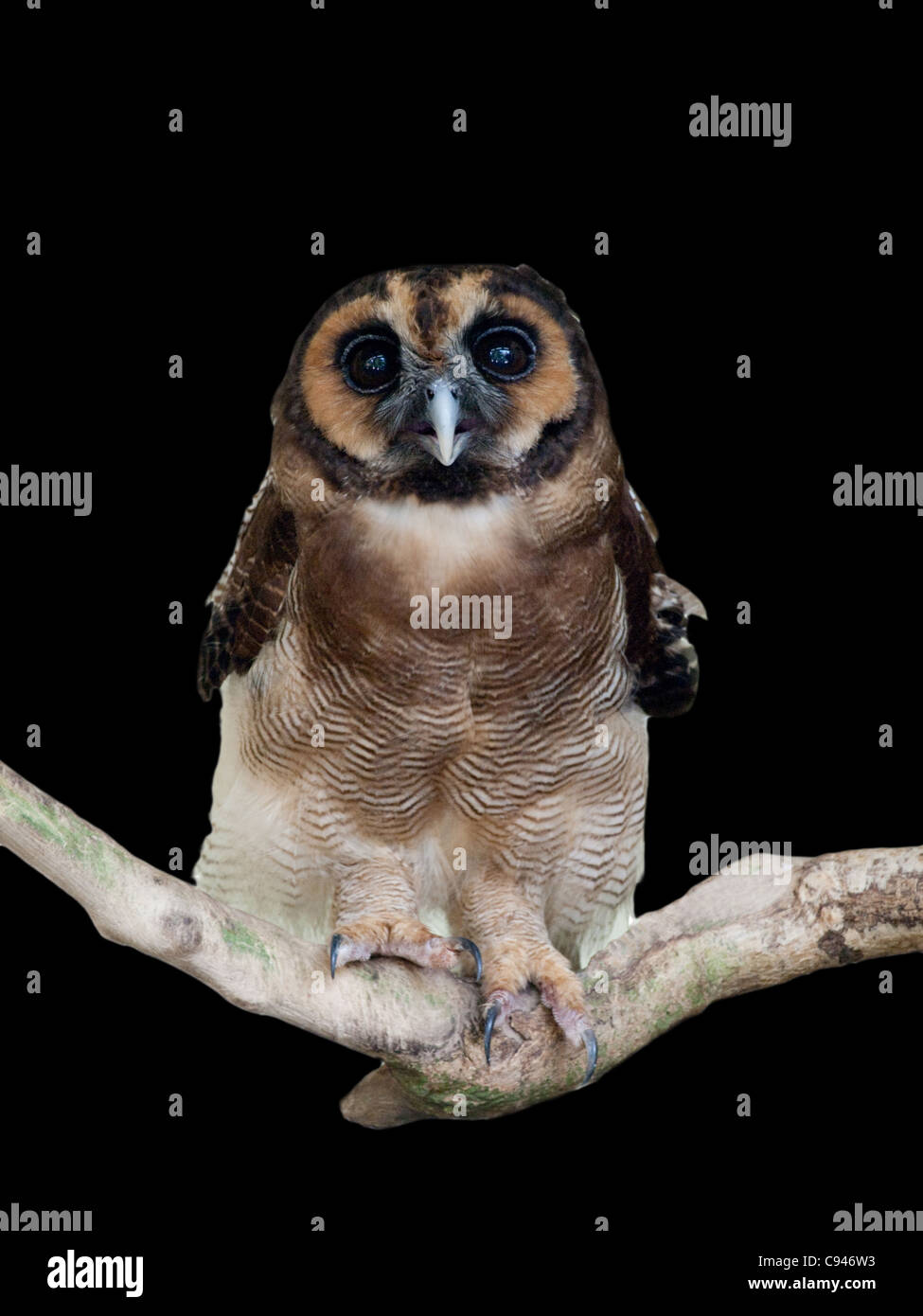Malaysian owl hi-res stock photography and images - Alamy