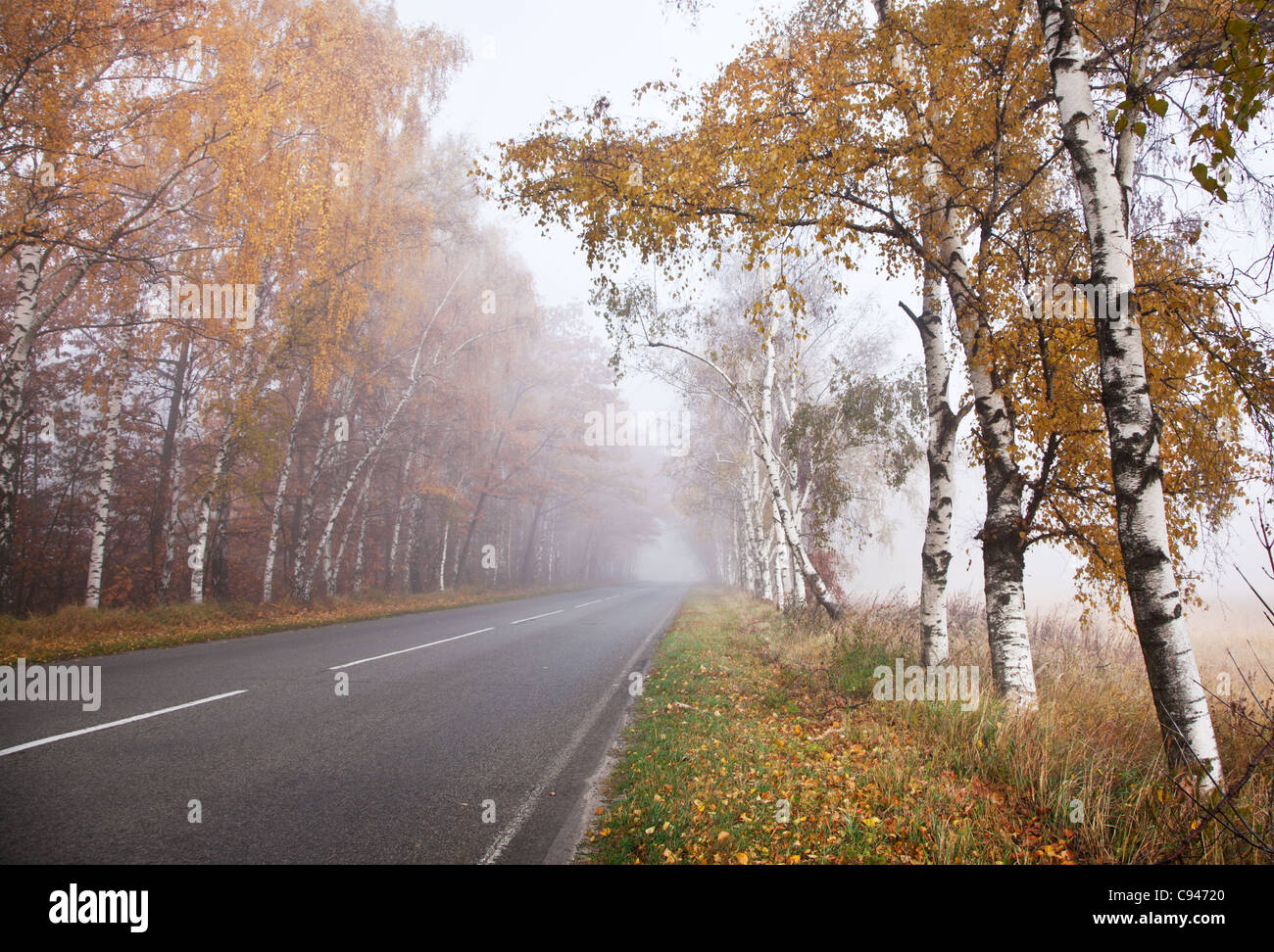 Foggy fall forest hi-res stock photography and images - Alamy