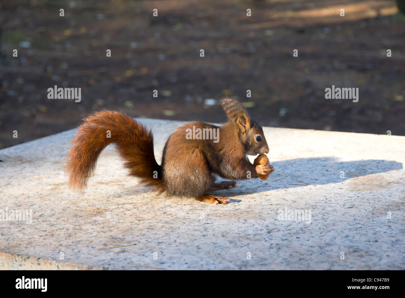 RED SQUIRREL EATING AN ACORN Stock Photo - Alamy