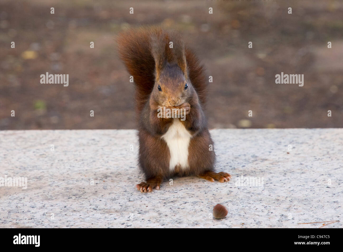 RED SQUIRREL EATING AN ACORN Stock Photo - Alamy