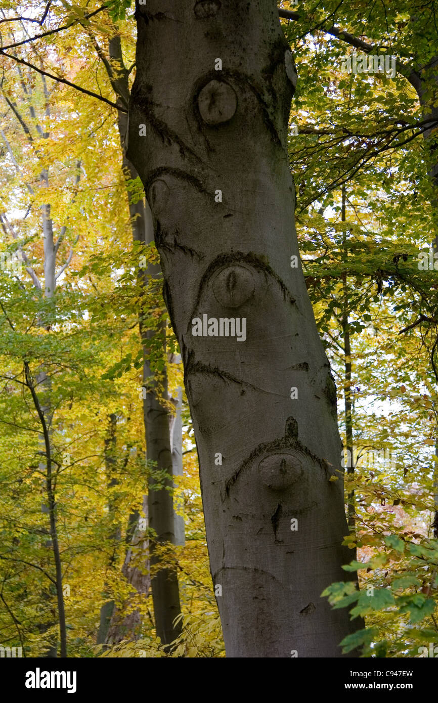 A tree with three faces on its bark Stock Photo - Alamy