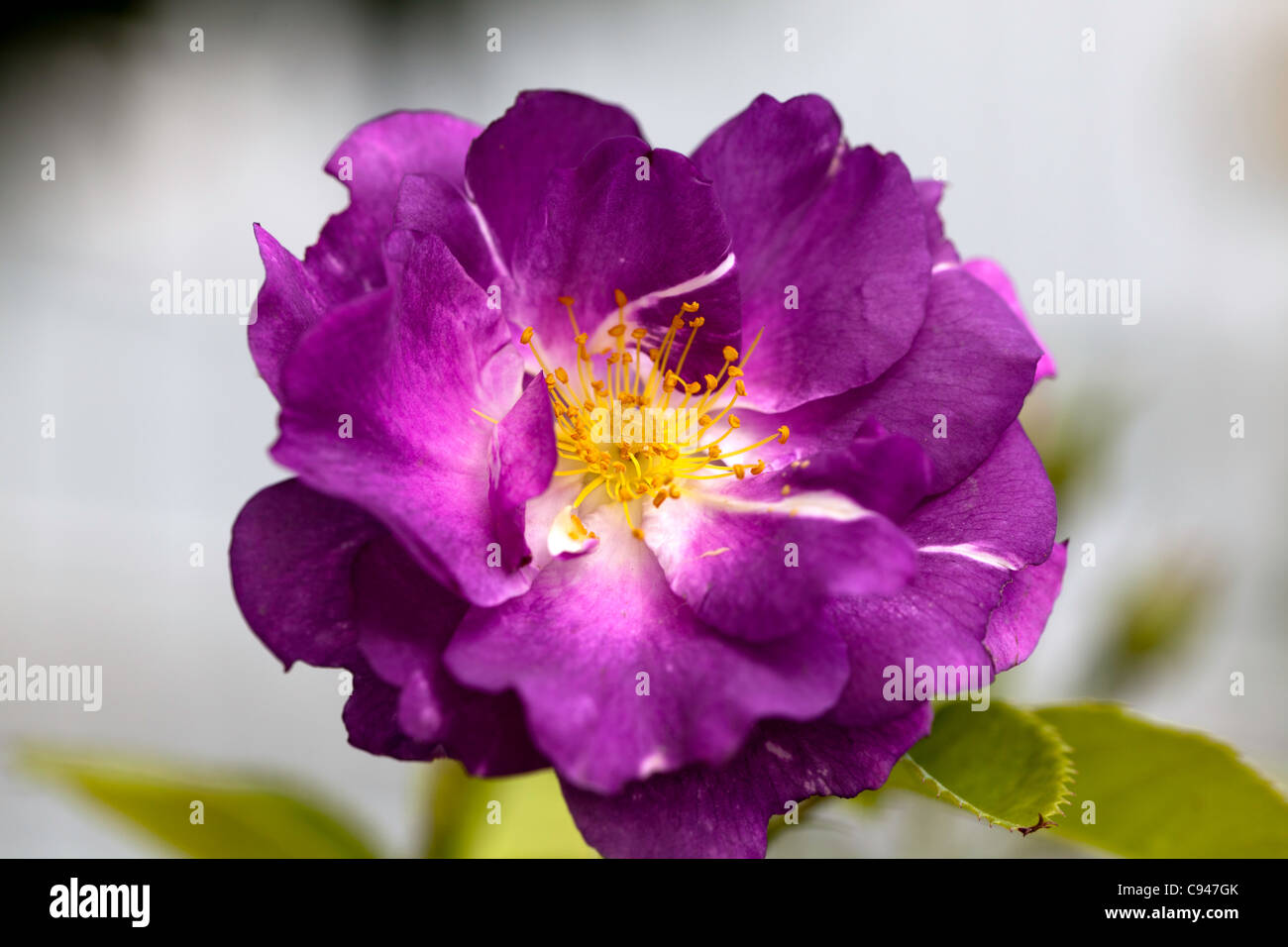 Rhapsody in Blue (Floribunda rose Stock Photo - Alamy