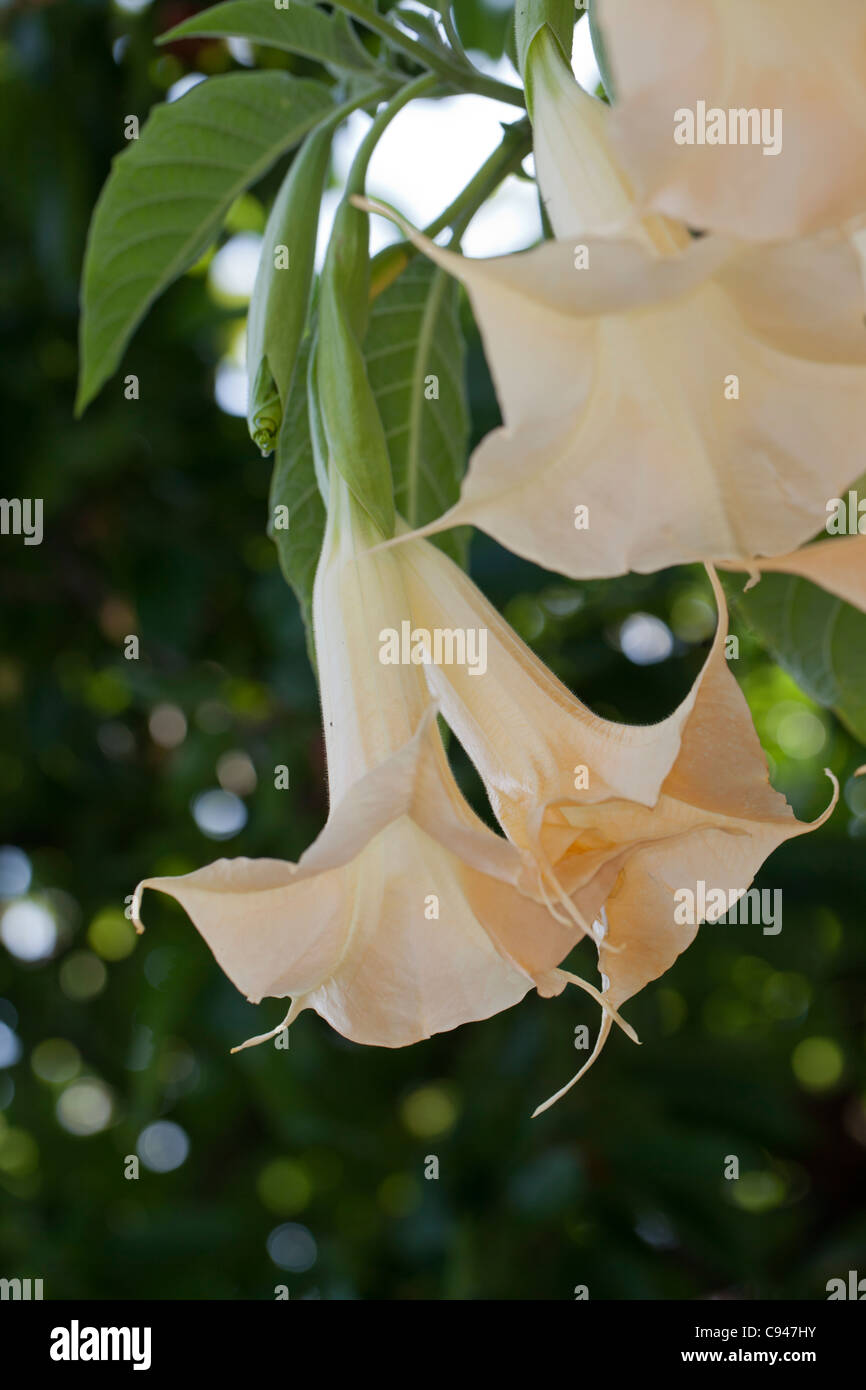 Orange Angel’s trumpet (Brugmansia versicolor Stock Photo - Alamy