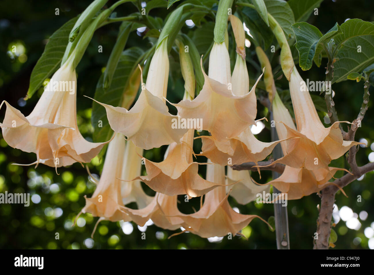 Orange Angel’s trumpet (Brugmansia versicolor Stock Photo - Alamy