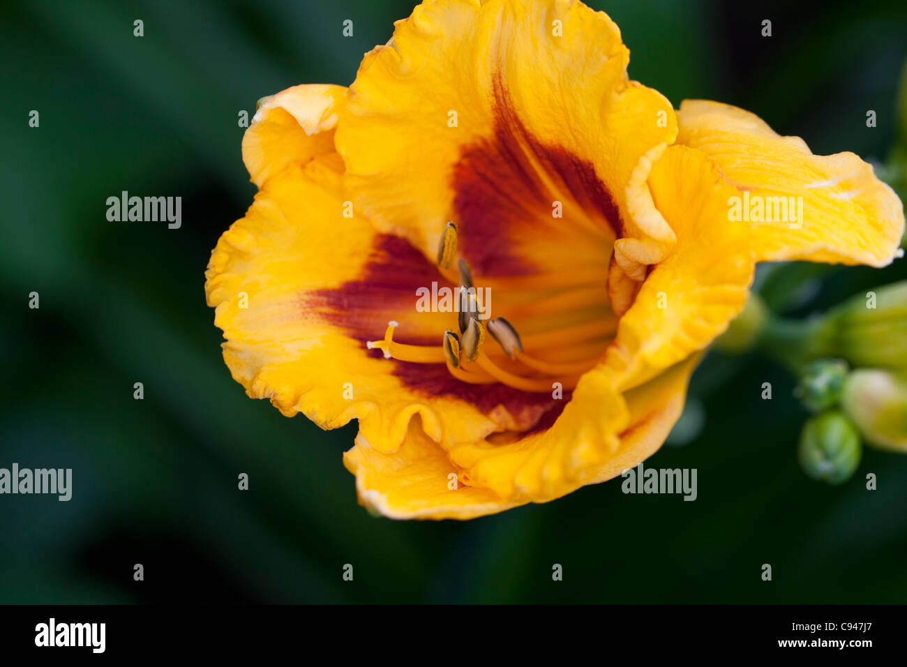 Daylily fooled me hi-res stock photography and images - Alamy