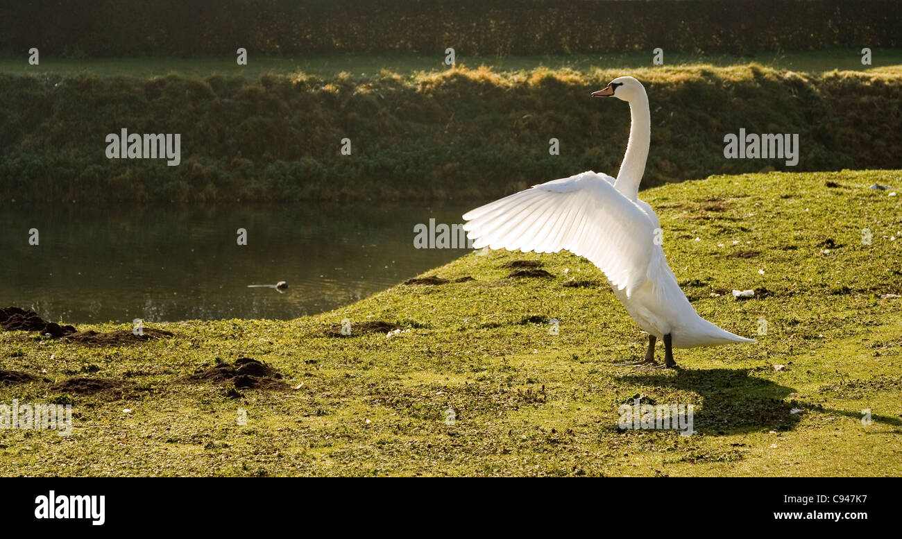 Swan with wings open hi-res stock photography and images - Alamy