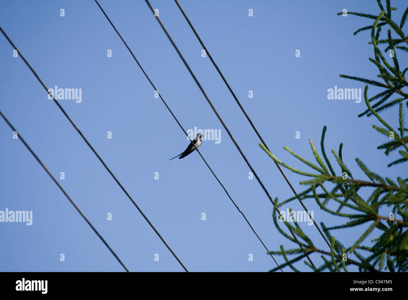 A swallow sitting on a wire Stock Photo - Alamy