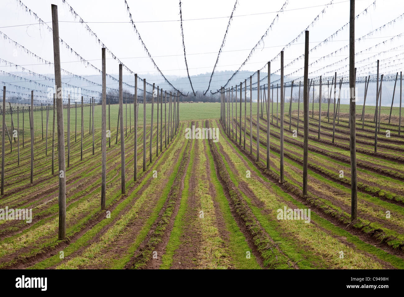 Hops field in autumn Stock Photo - Alamy
