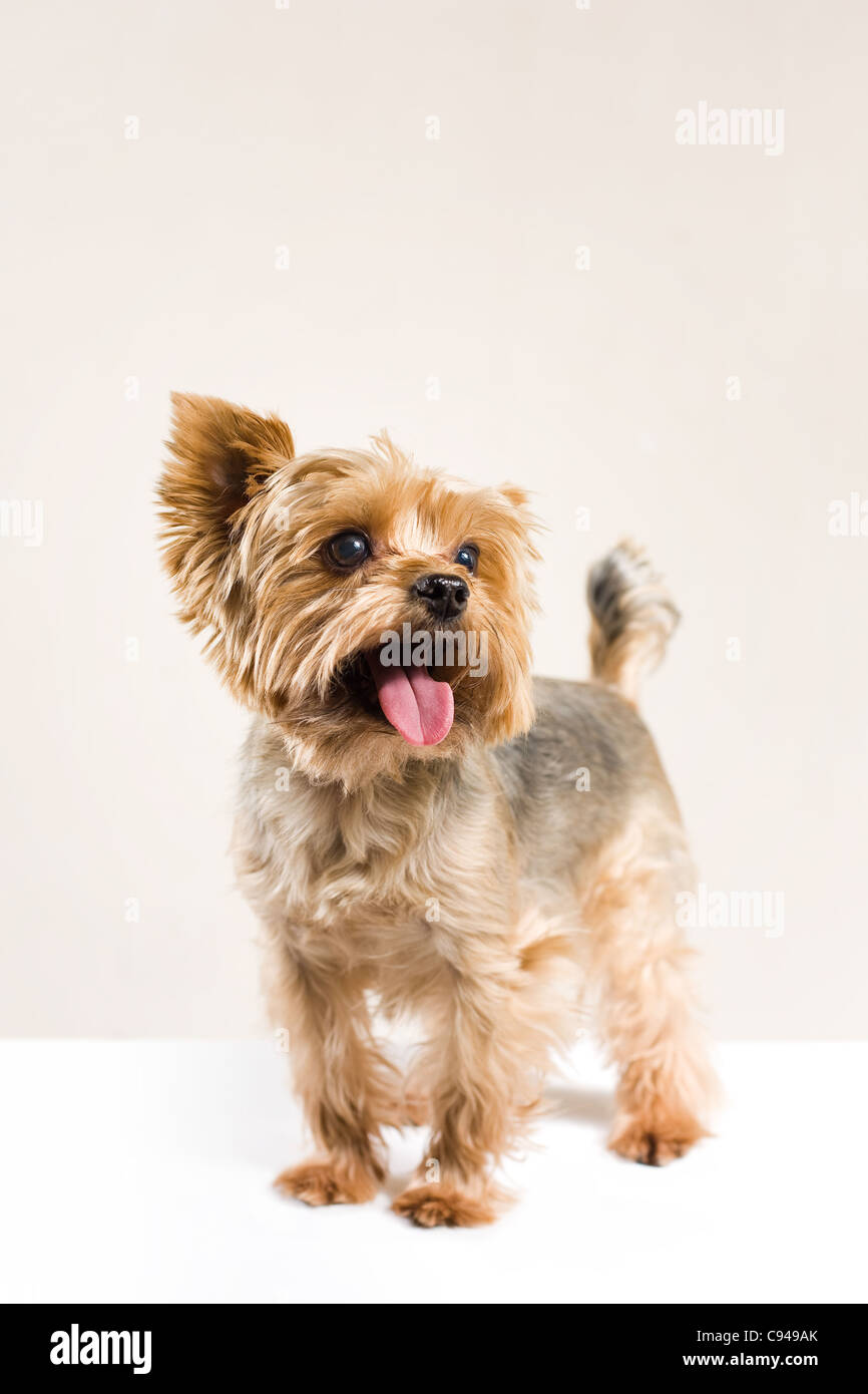 Studio portrait of adult male yorkshire terrier Stock Photo - Alamy