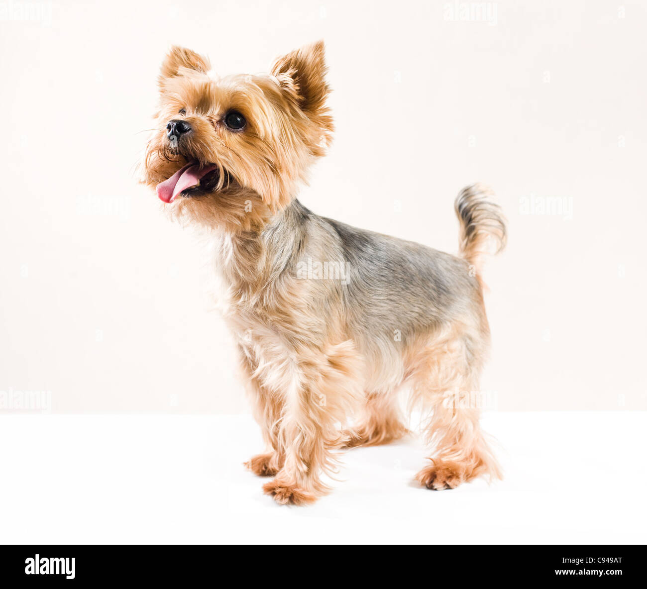 Studio portrait of adult male yorkshire terrier Stock Photo - Alamy