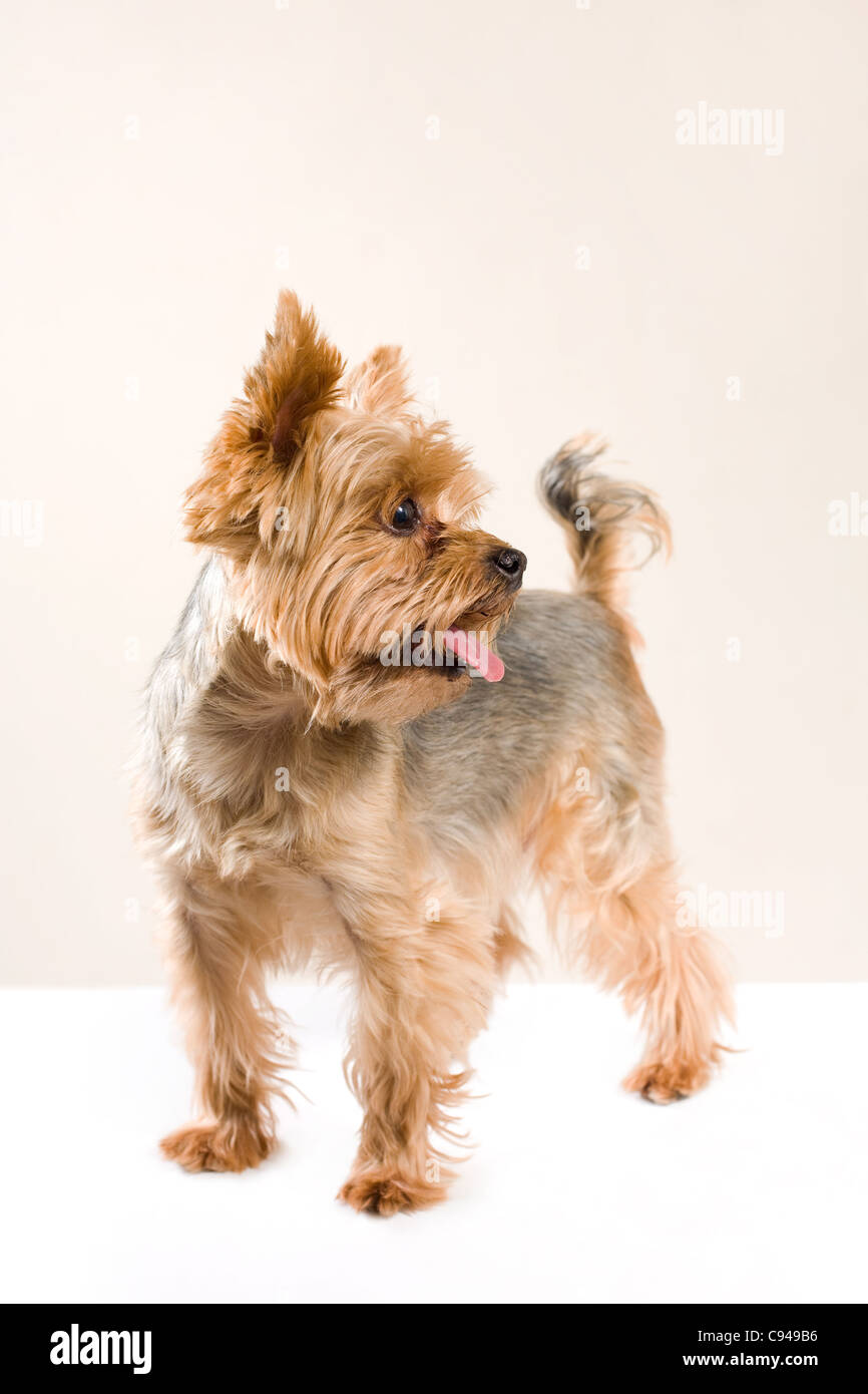 Studio portrait of adult male yorkshire terrier Stock Photo - Alamy