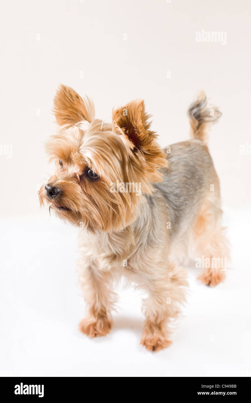 Studio portrait of adult male yorkshire terrier Stock Photo - Alamy