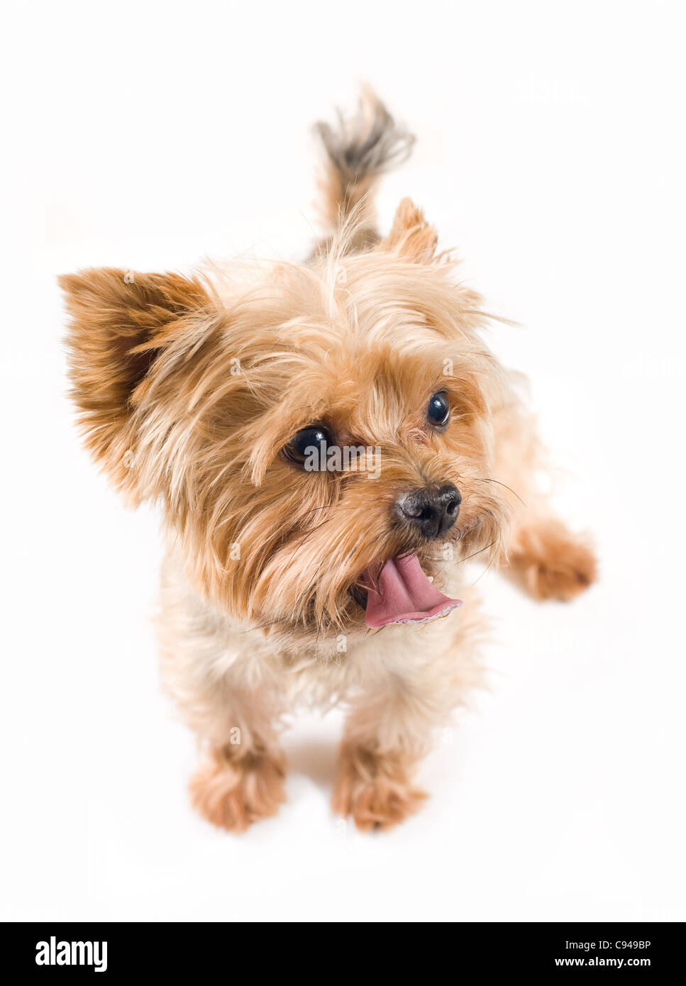 Adult Male Yorkie