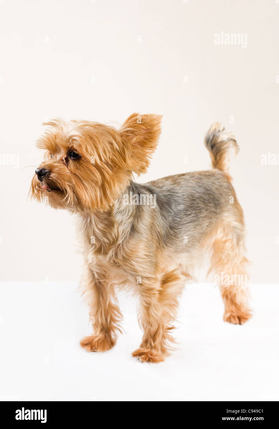 Studio portrait of adult male yorkshire terrier Stock Photo - Alamy