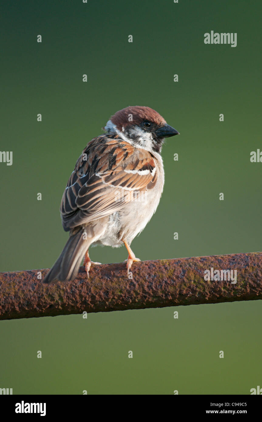 Tree Sparrow (Passer montanus) perched on a old rusty gate Stock Photo ...
