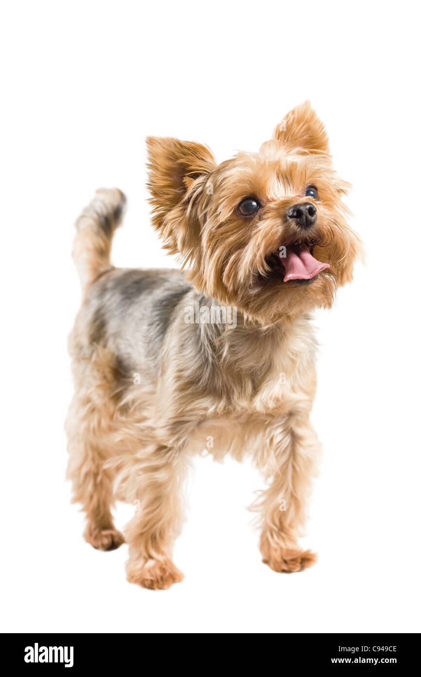 Male adult yorkshire terrier isolated on white background Stock Photo ...