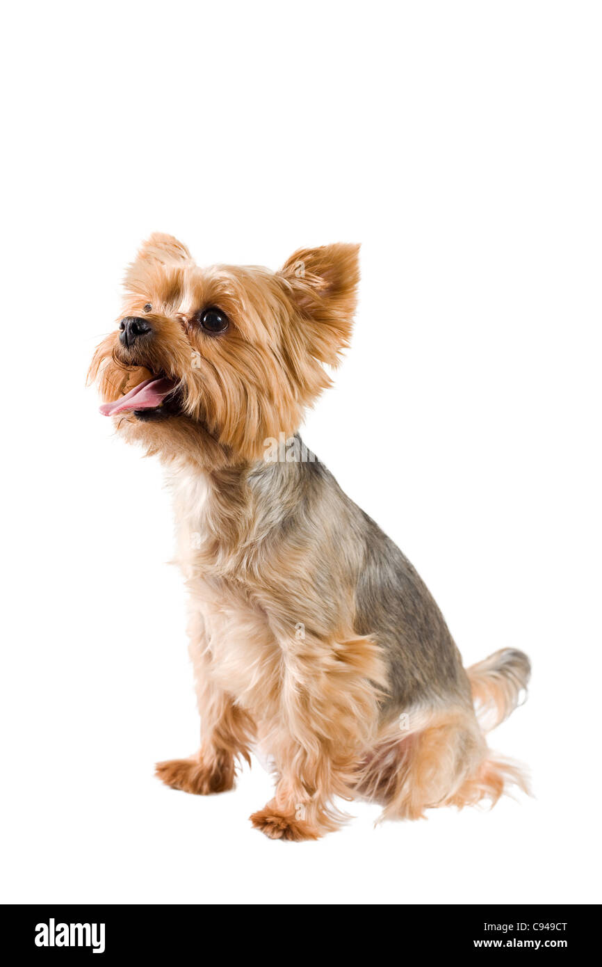 Male adult yorkshire terrier isolated on white background Stock Photo ...