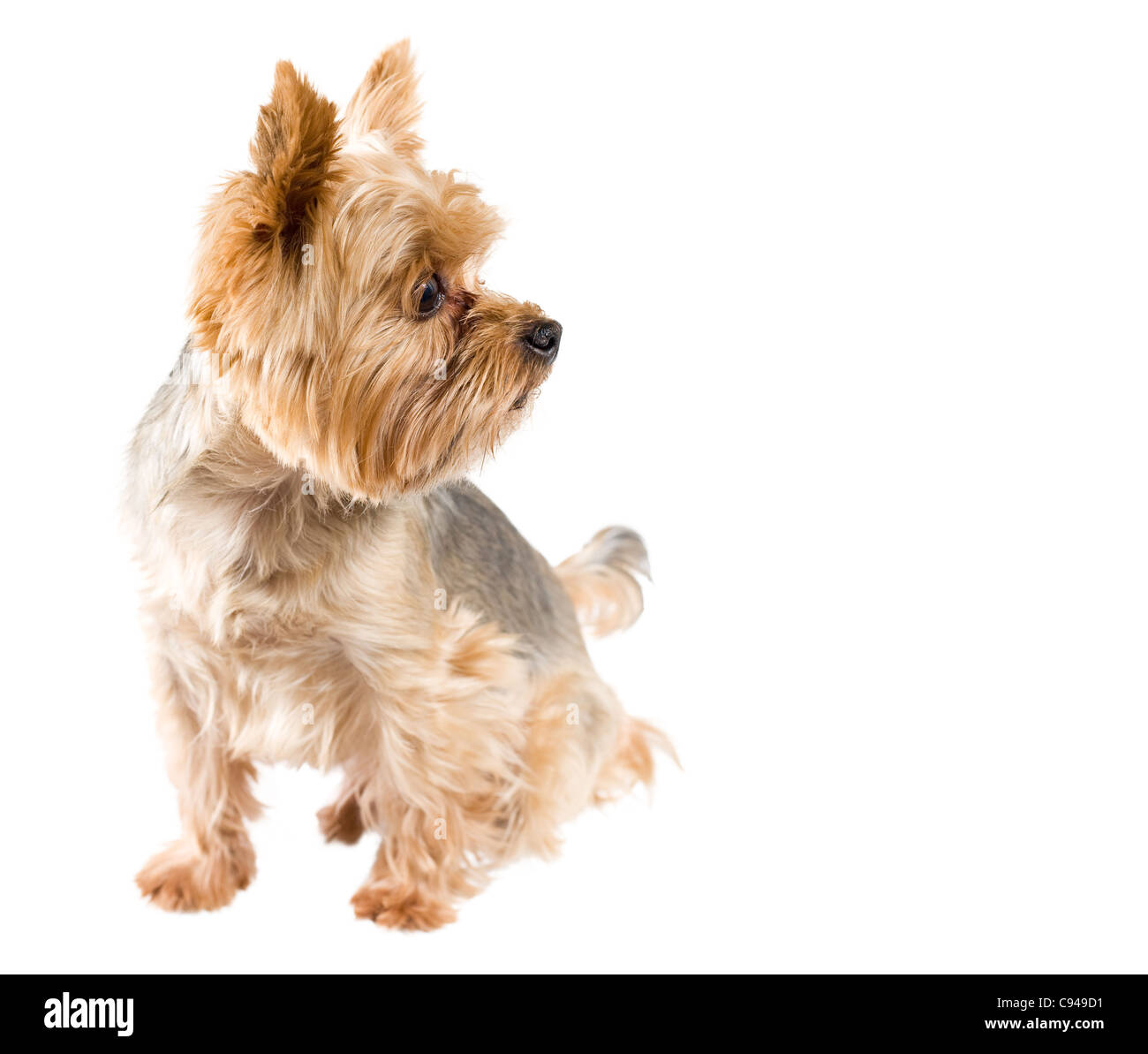 Male adult yorkshire terrier isolated on white background Stock Photo ...