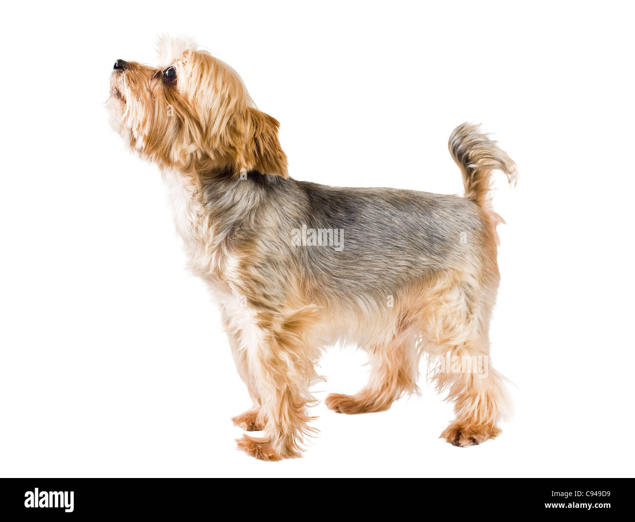 Male adult yorkshire terrier isolated on white background Stock Photo ...