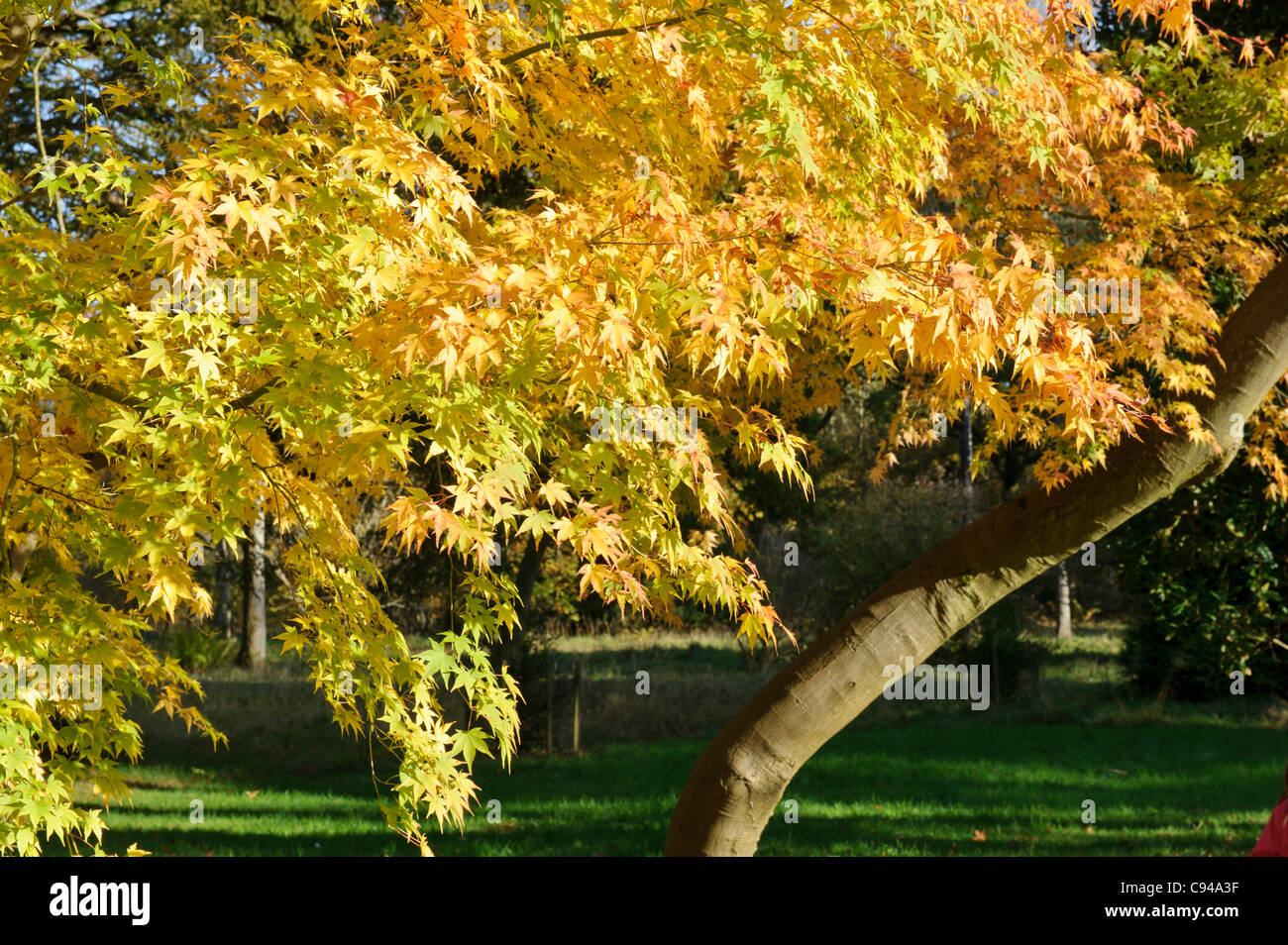 Yellow Japanese maple leaves (Acer Palmatum), United Kingdom Stock ...