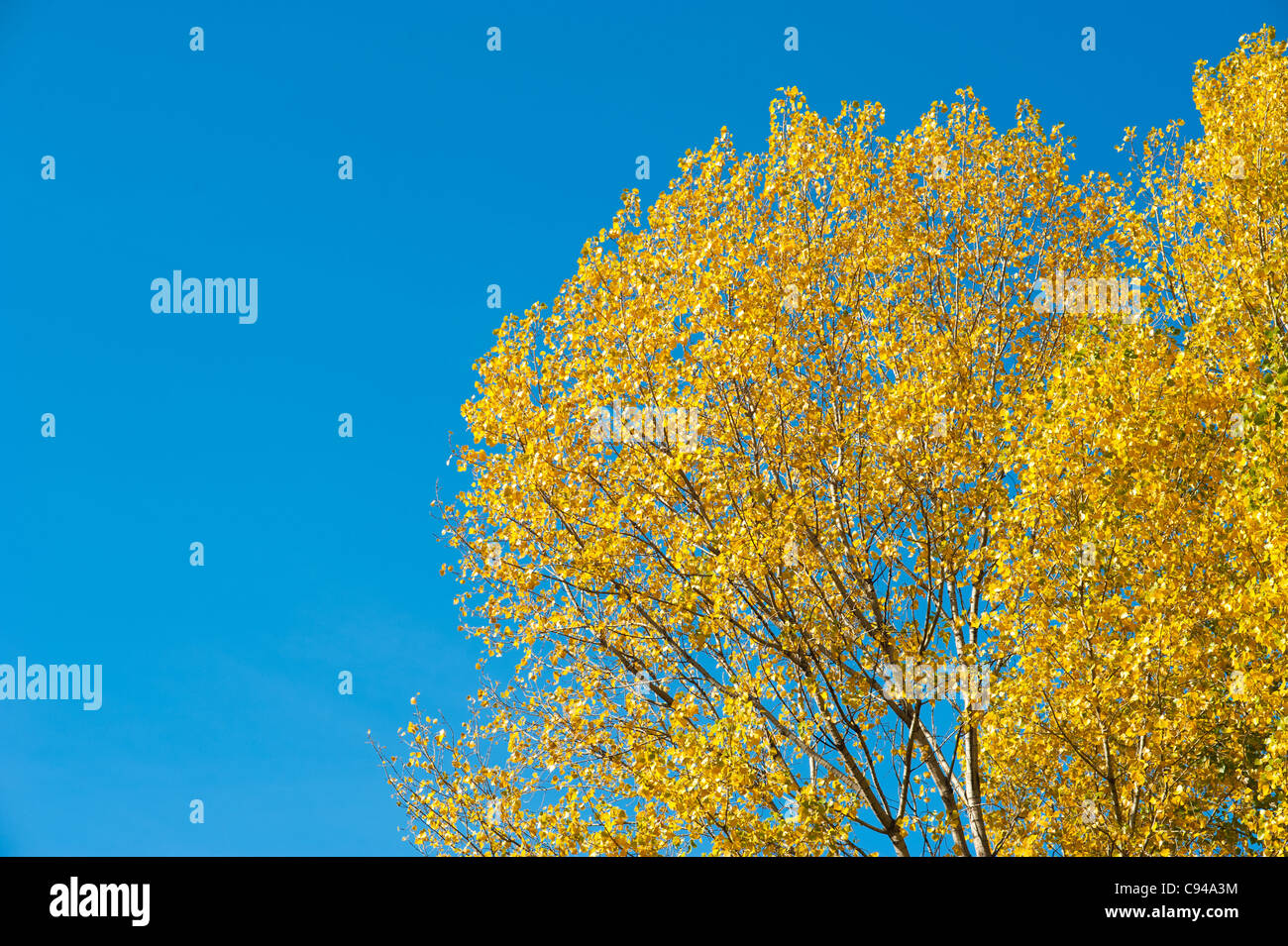 Golden leaves on a deciduous tree, a seasonal background Stock Photo ...