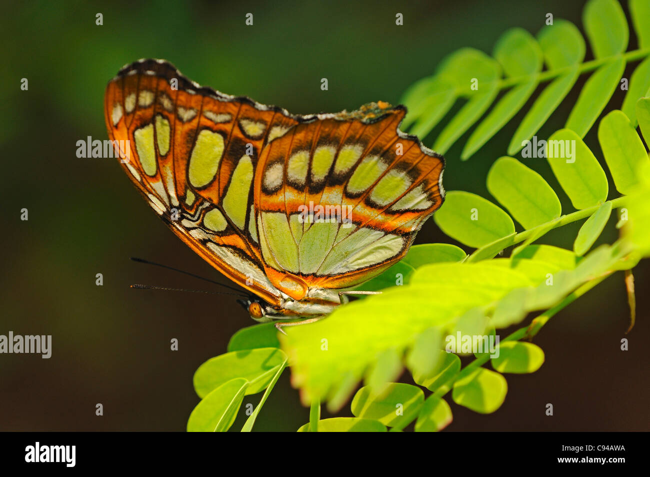 Tropical butterfly Malachite, Siproeta stelenes Stock Photo - Alamy