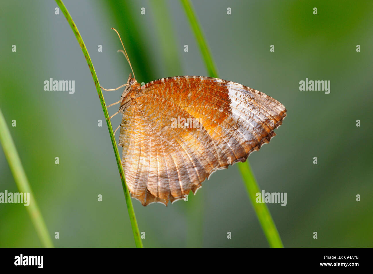 Tropical butterfly Common Palmfly, Elymnias hypermnestra Stock Photo ...