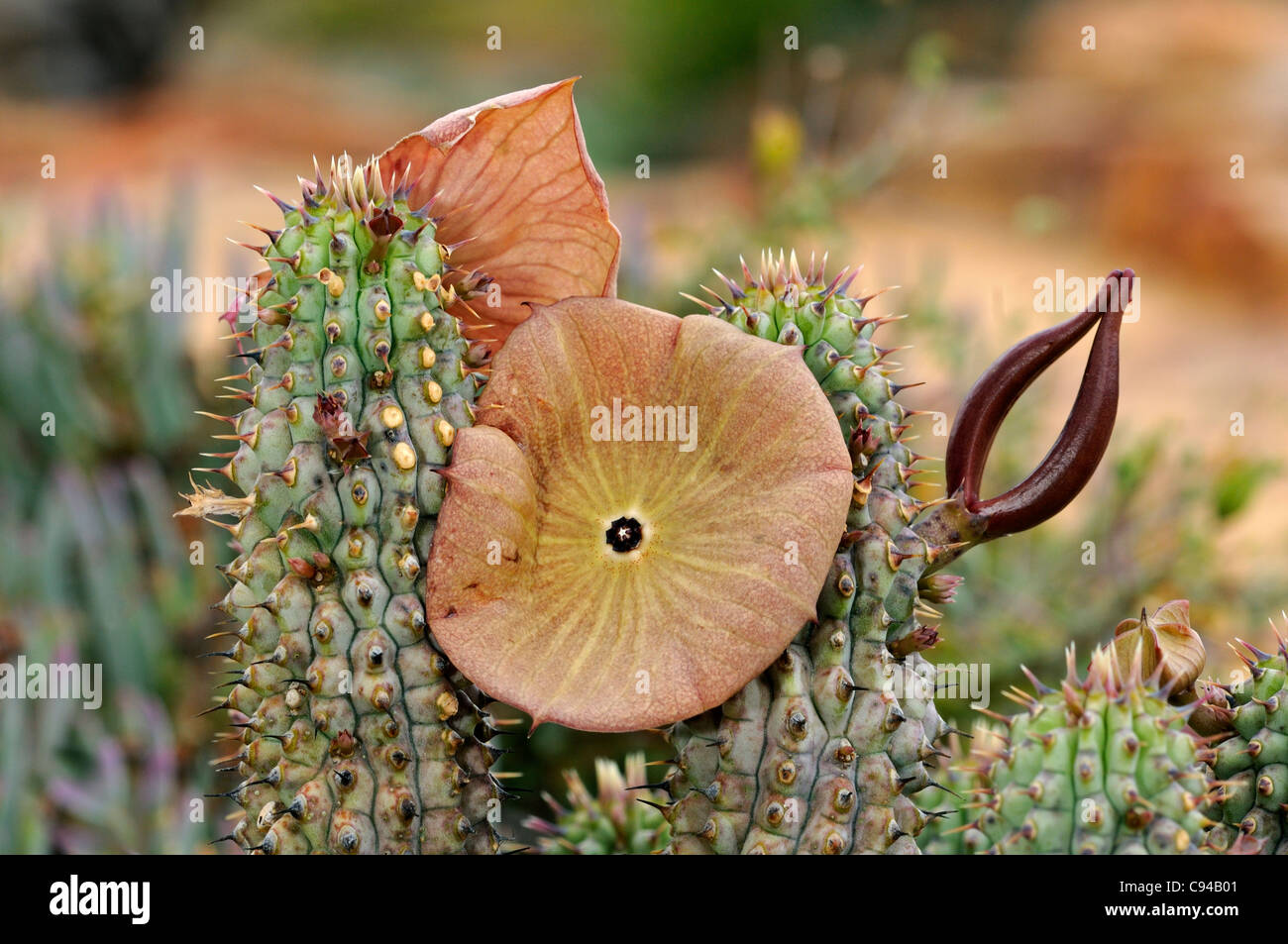 Hoodia gordonii, Richtersveld, South Africa Stock Photo - Alamy