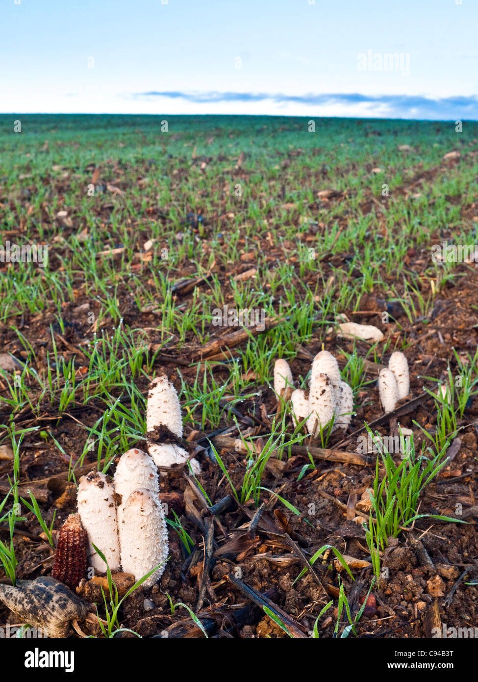 Coprin hi-res stock photography and images - Alamy