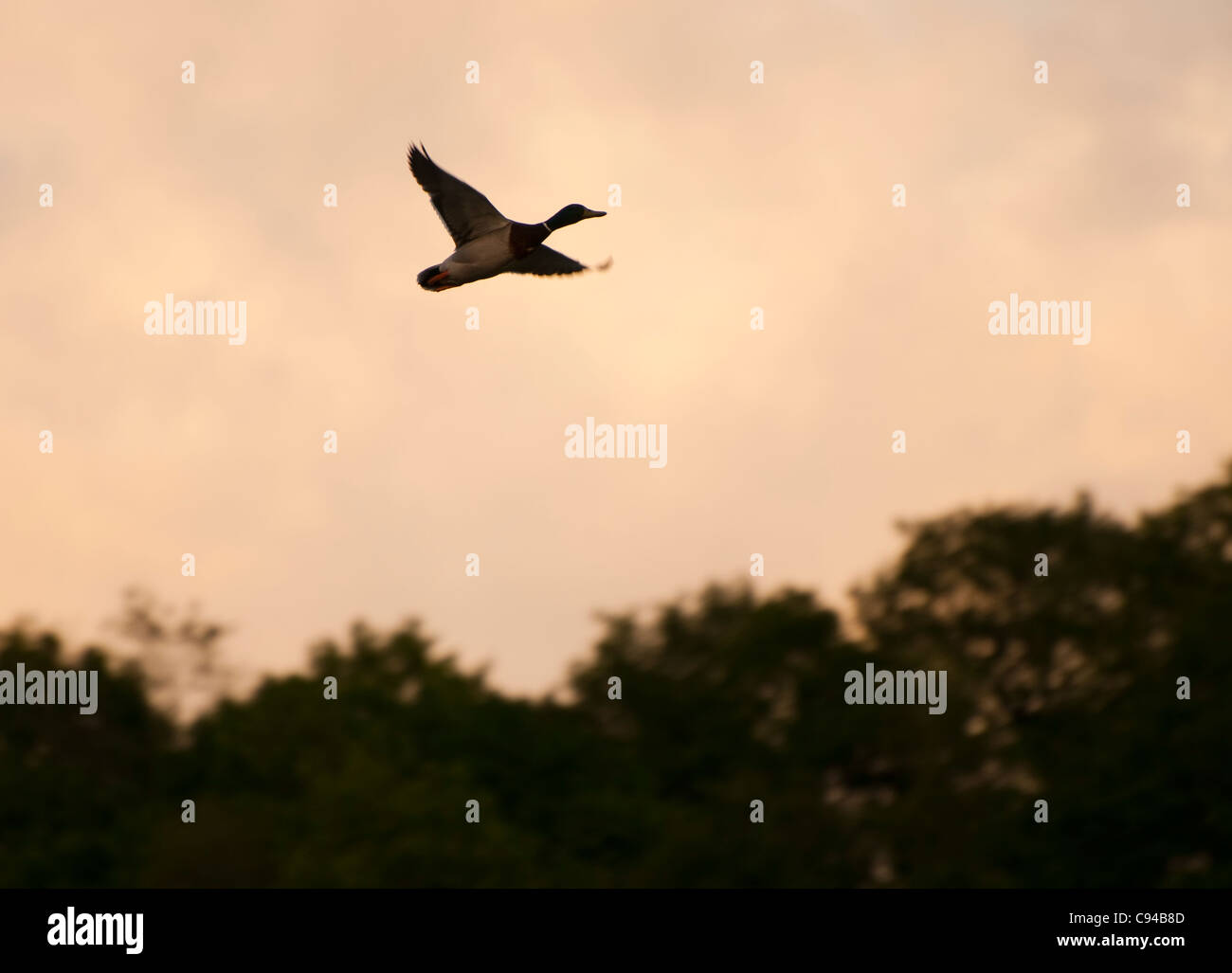 Male duck chasing hi-res stock photography and images - Alamy