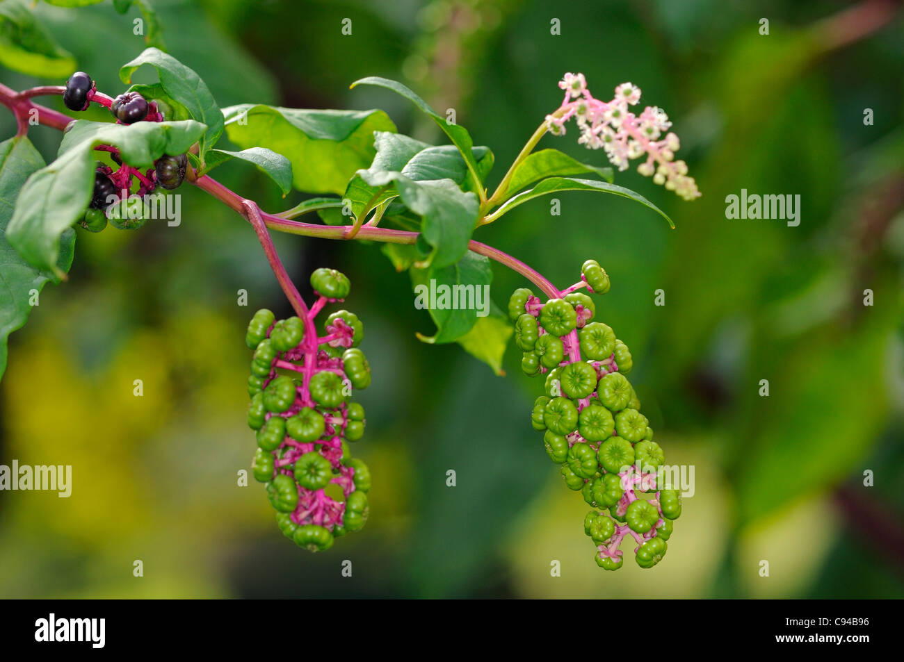 American pokeweed hi-res stock photography and images - Alamy