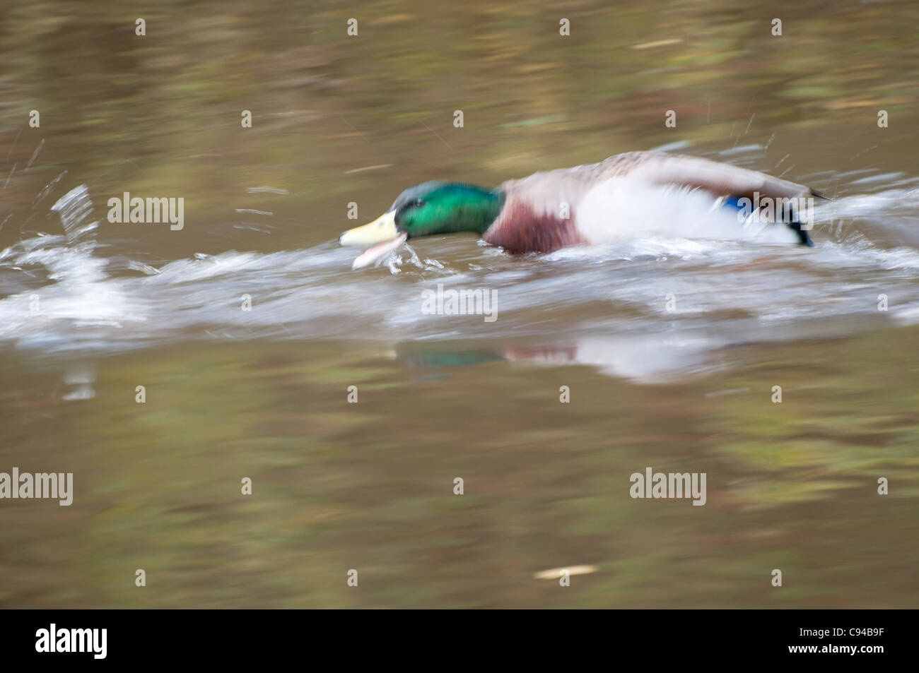 Male duck chasing hi-res stock photography and images - Alamy