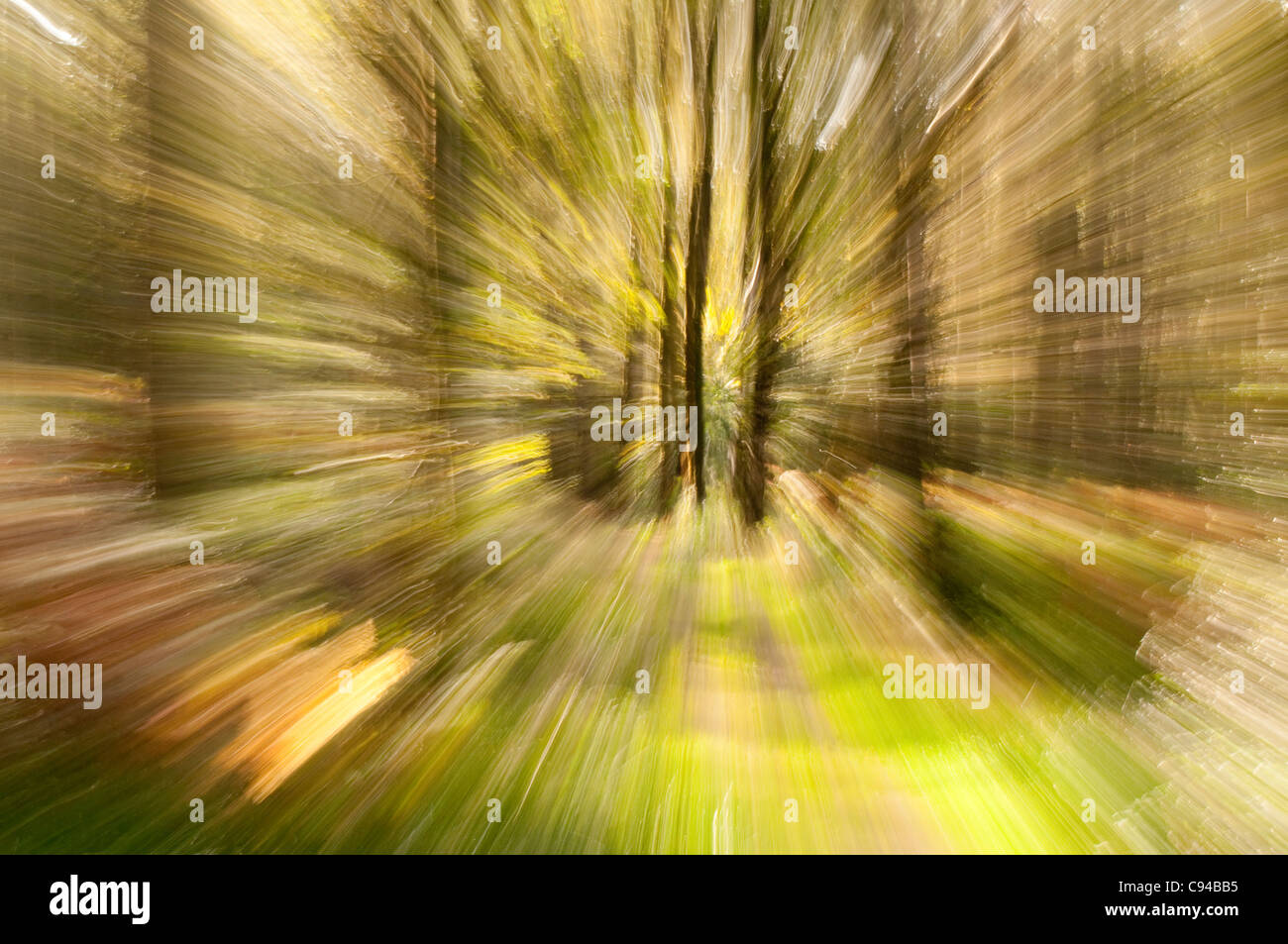 Motion blurred images of woodland Stock Photo - Alamy