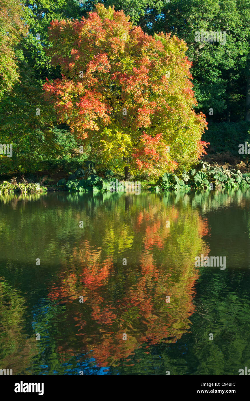 Autumn tree reflected Stock Photo - Alamy
