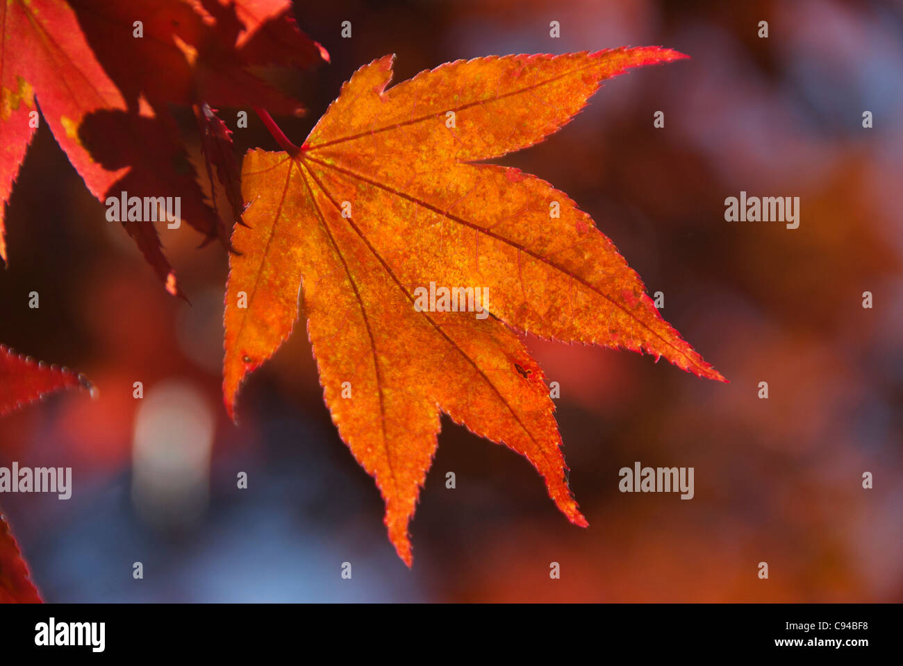 Orange maple leaf Stock Photo - Alamy