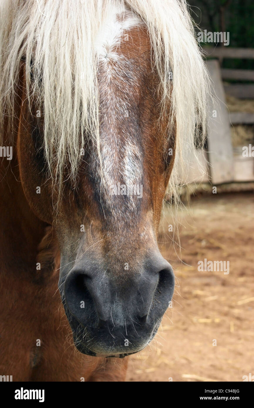 portrait of a brown horse Stock Photo - Alamy
