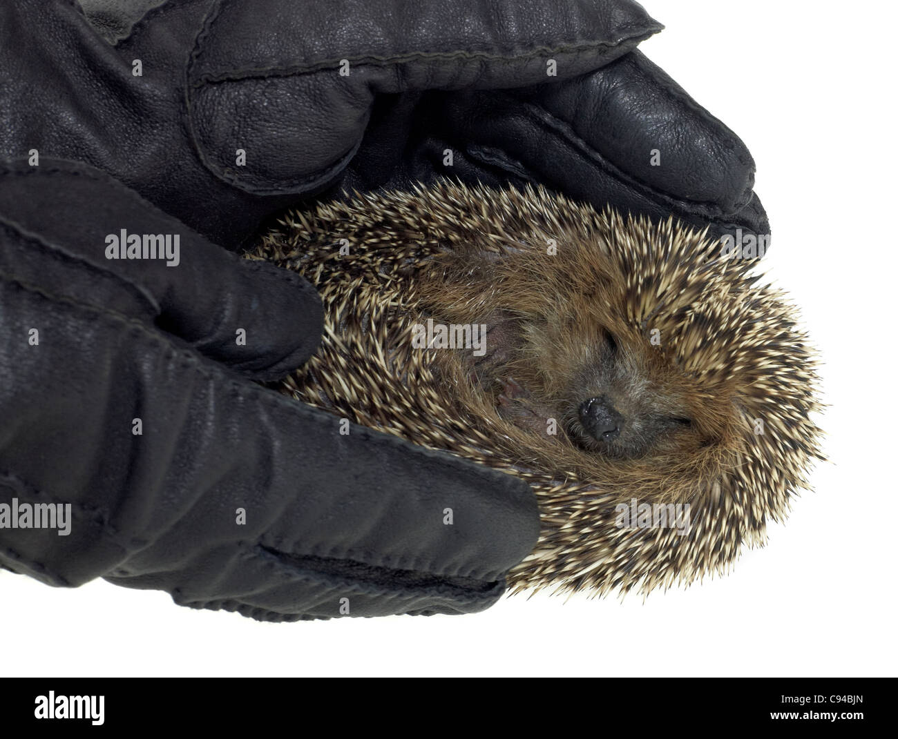 holding a young rolled-up hedgehog with black leather gloves. Studio ...