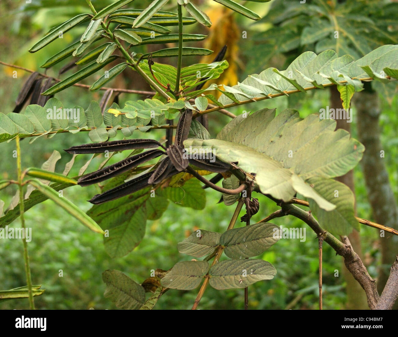 decorative natural plant detail with leaves and seed in Uganda (Africa ...