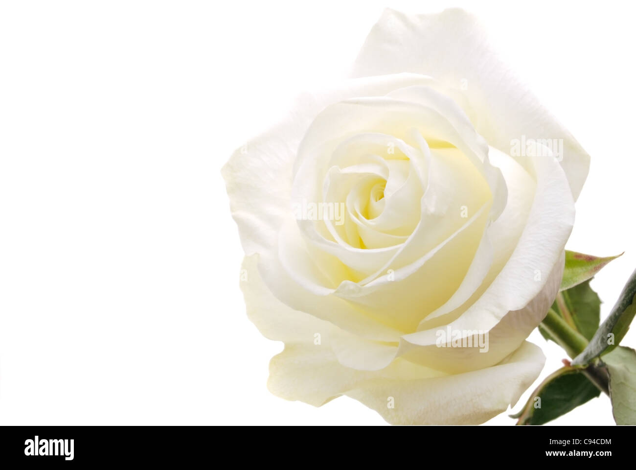 beautiful flower rose. closeup Stock Photo - Alamy