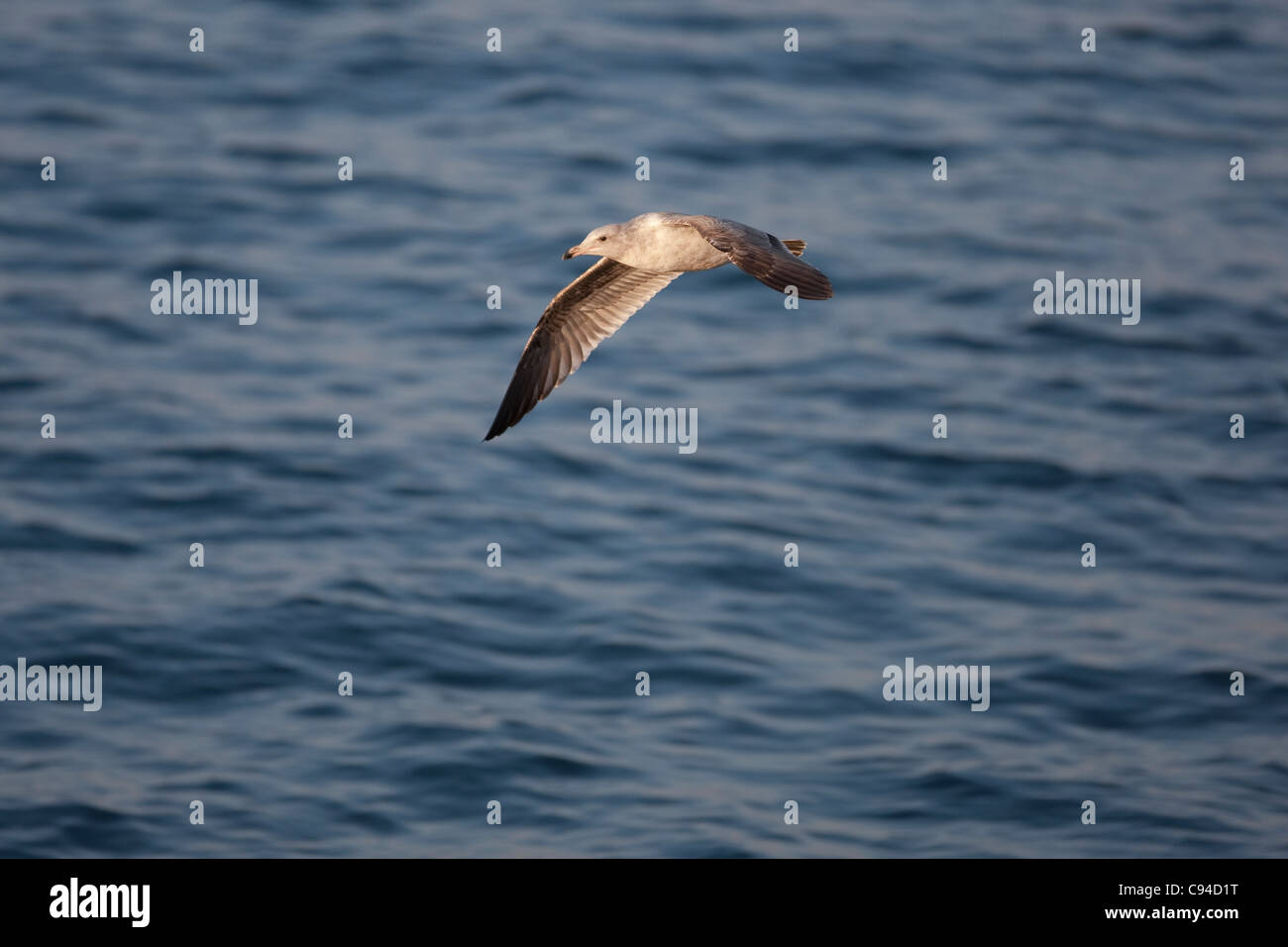 First winter birds hi-res stock photography and images - Alamy
