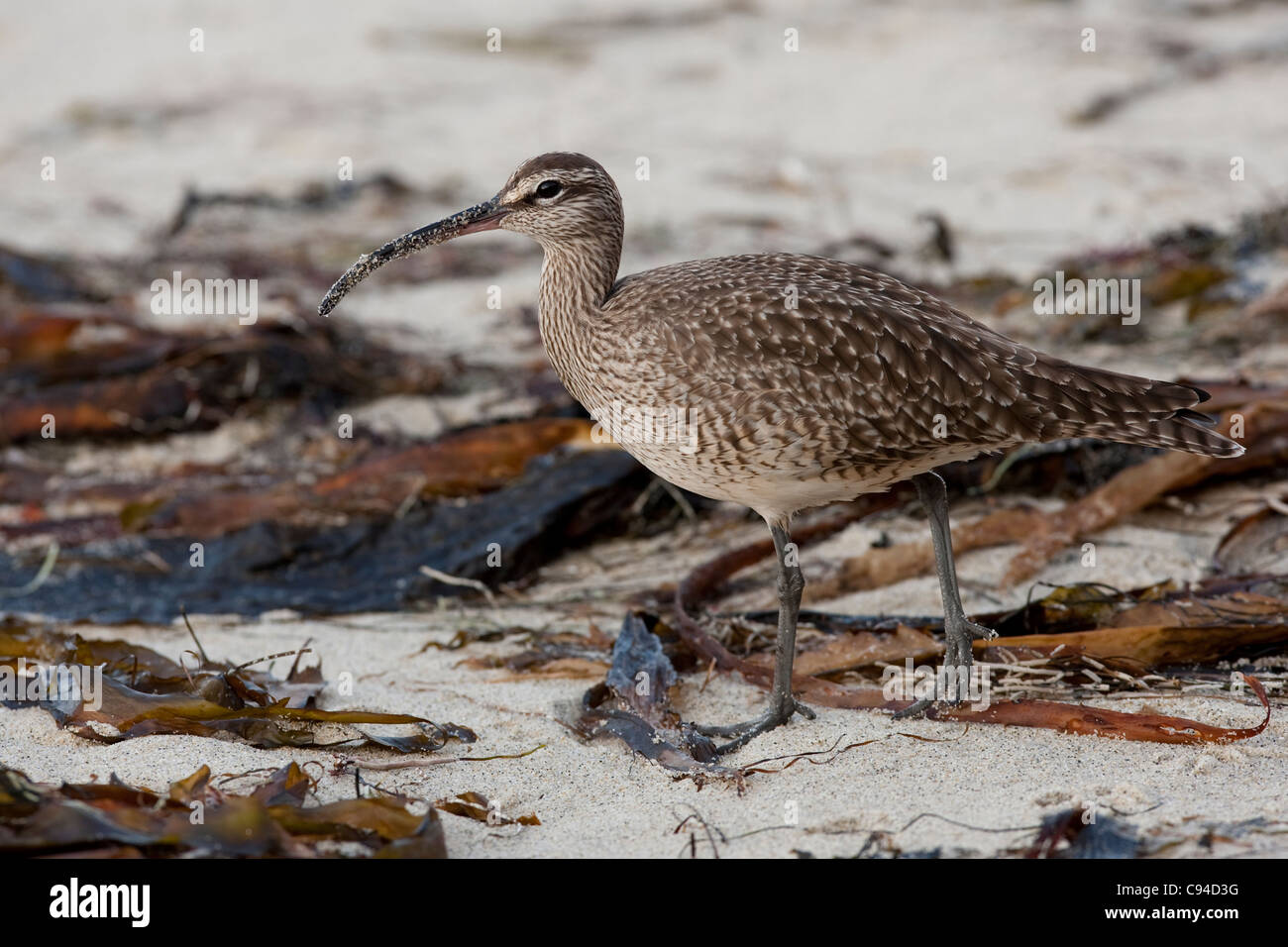 Whimbrel (Numenius phaeopus hudsonicus), American subspecies, foraging ...