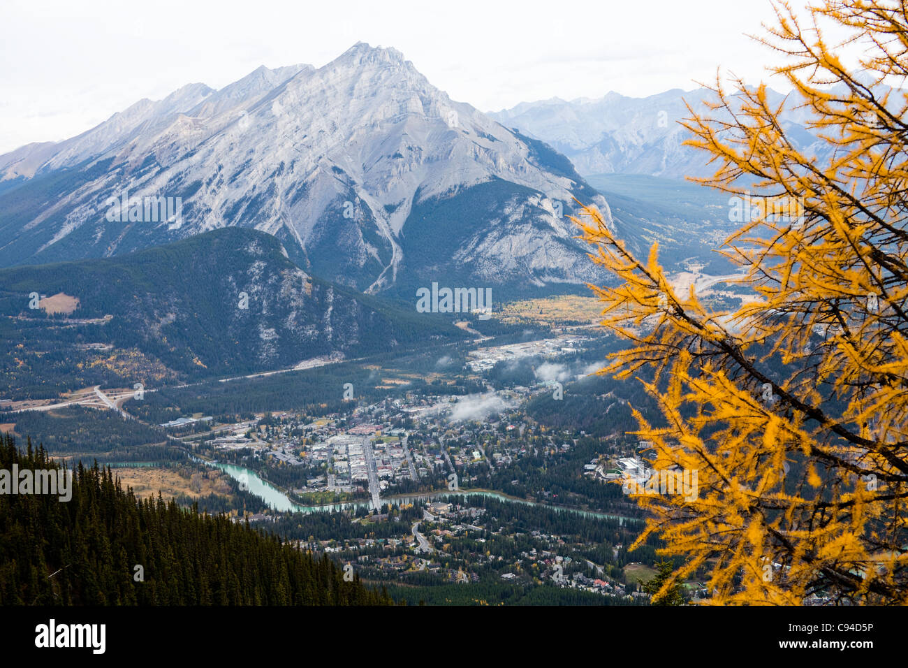 Golden golden larch tree in fall hi-res stock photography and images ...