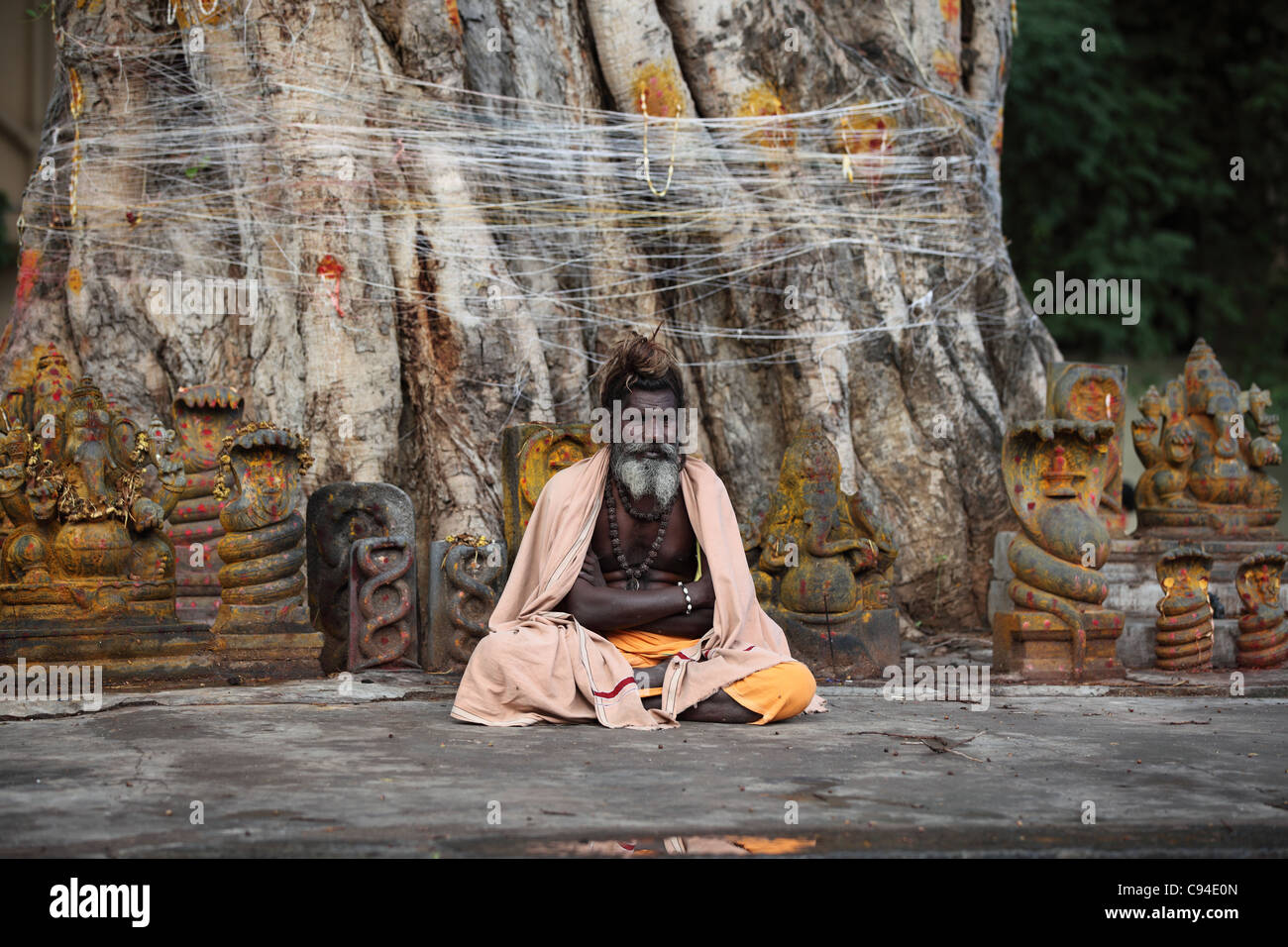 Holy tree hi-res stock photography and images - Alamy