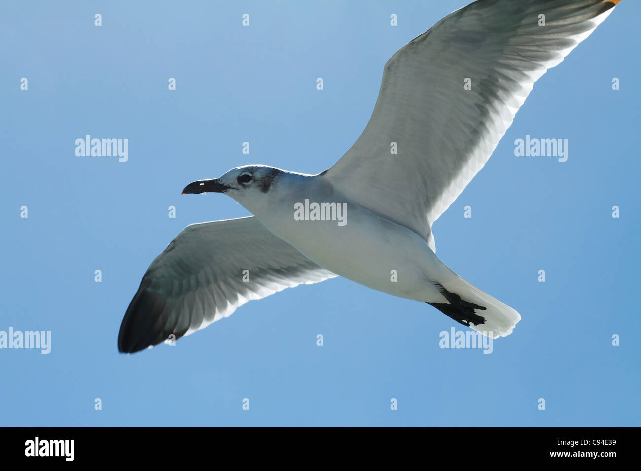 Close up seagull flying hi-res stock photography and images - Alamy